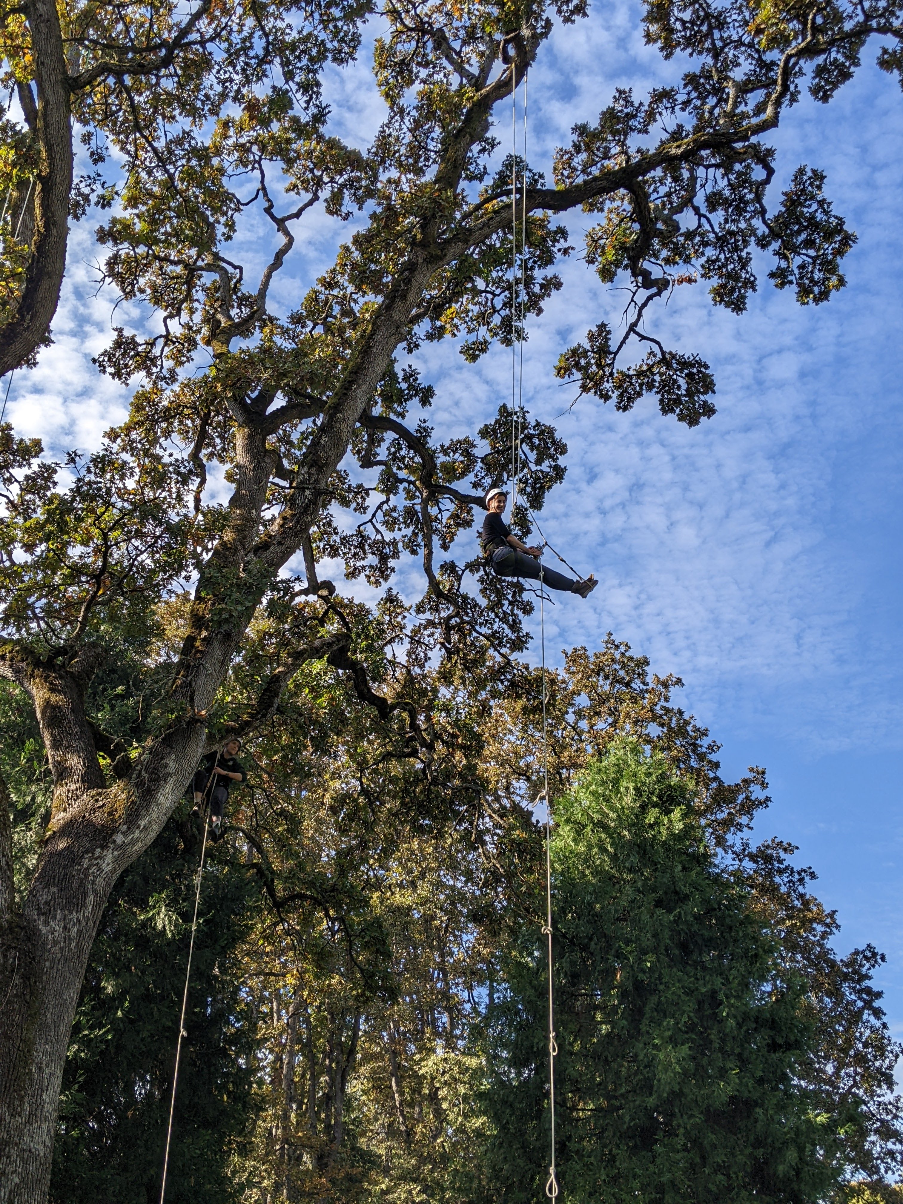 What to Expect – Tree Climbing Eugene – Recreational Tree Climbing